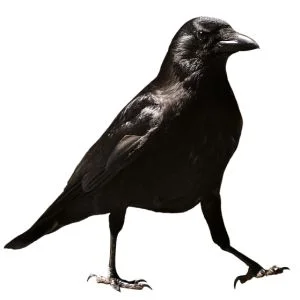 Name List of Birds English and Hindi » Names Pad