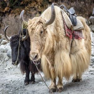 Animal Names List » Names Pad