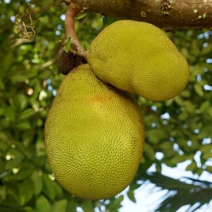 50+ Fruit Names List In English And Hindi » Names Pad